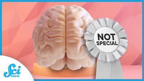The Human Neocortex Isnt As Special As We Thought Youtube
