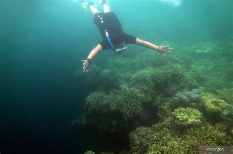 Wisata Bawah Laut Wakatobi ANTARA News
