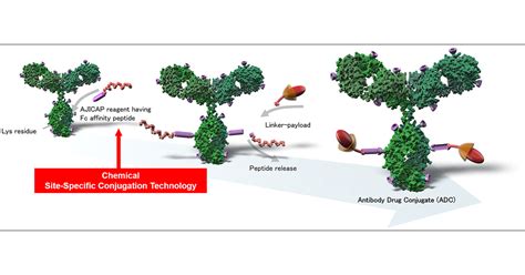 Ajicap Second Generation Improved Chemical Site Specific Conjugation