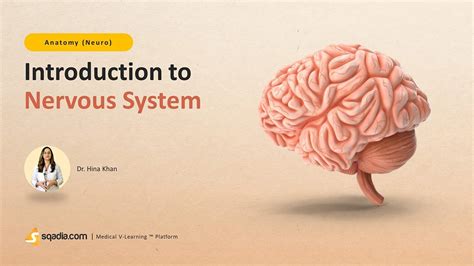 Introduction To Nervous System Anatomy Lecture For First Year Medical