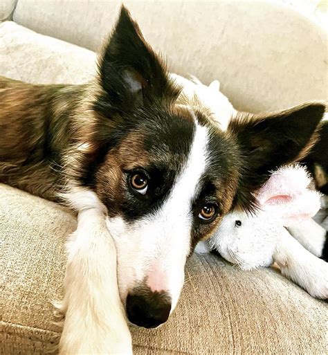 Brindle Border Collie : r/BorderCollie