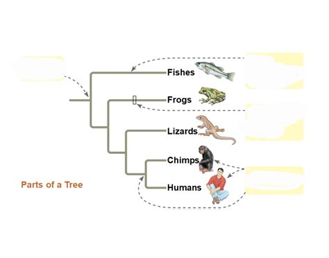 Parts Of A Phylogenetic Tree — Printable Worksheet