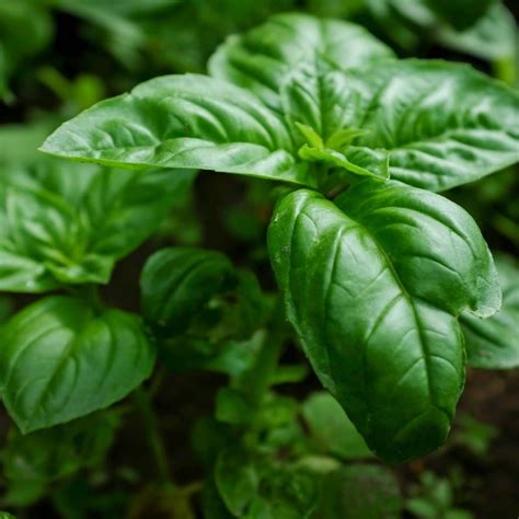 Basil Genovese Seeds Theseedcollection