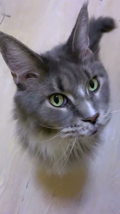 Котик мяу Youtube
