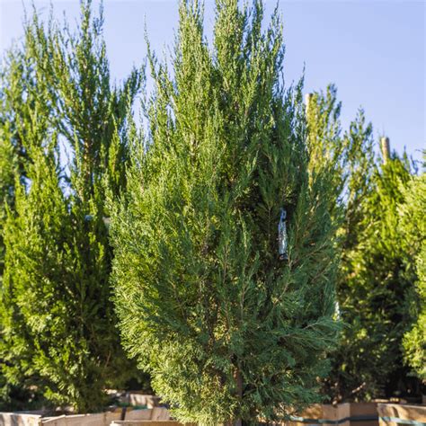 Moon Valley Nurseries