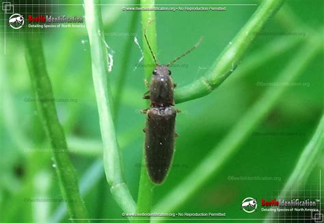 Click Beetle