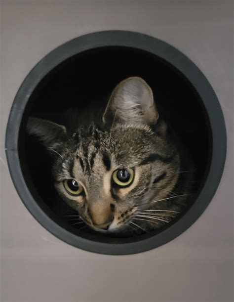 Ground Control To Major Tabs Rstandardissuecat