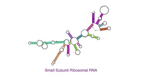 Understanding 16s Rrna Features Functions And Applications In