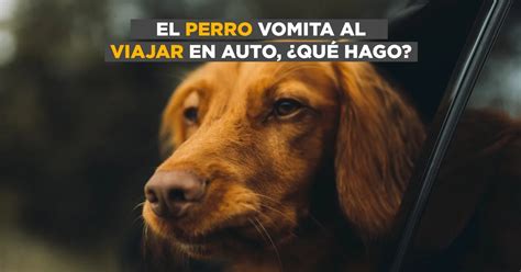 Qué Hacer Para Que El Perro No Vomite En El Auto Infobae