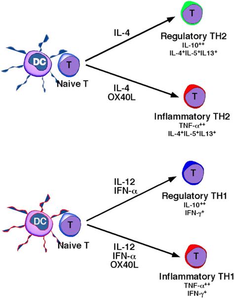 Schematic Illustration Of Th1 And Th2 Cell Responses Classified Into Download Scientific