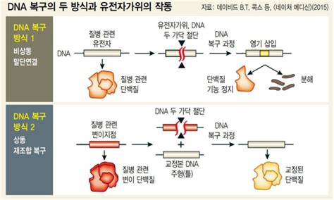 유전자가위는 만능…안전성 경고 잇따라 — Synthesis Based Biofusion Technology Lab