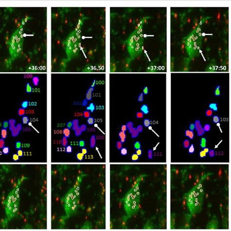 Results Of Nuclear Classification A The Images Show The Result Of Download Scientific Diagram