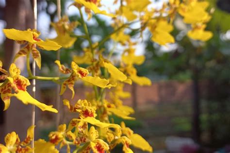 The Ultimate Plant Care Guide For The Oncidium Orchids Dancing Lady