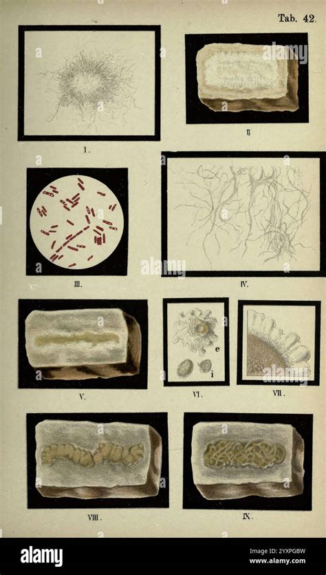 Atlas And Essentials Of Bacteriology New York William Wood And Co 1897
