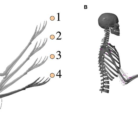 Visualization Of The Musculoskeletal Model That Was Used For The Download Scientific Diagram