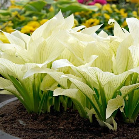 Hosta Tortilla Chip