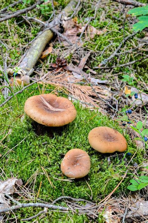 Common Paxillus Poison Paxillus Naked Brimcap Paxillus Involutus