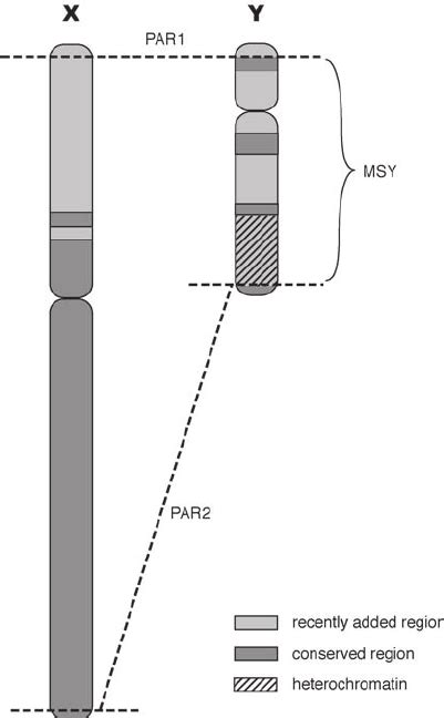 Regions Of The Human X And Y Chromosomes And Their Evolutionary Download Scientific Diagram