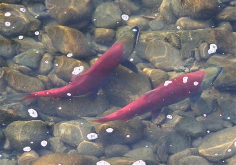 The Impacts Of Aquatic Invasive Species And Other Complex Interactions