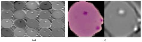 Visualizing Activations A St Convolutional Layer B Comparing