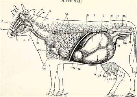 The Organ Systems Digestive Wikibooks Open Books For An Open World