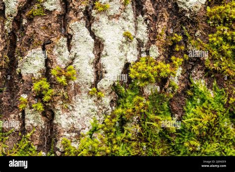 Tree Bark With Moss And Lichen Stock Photo Alamy