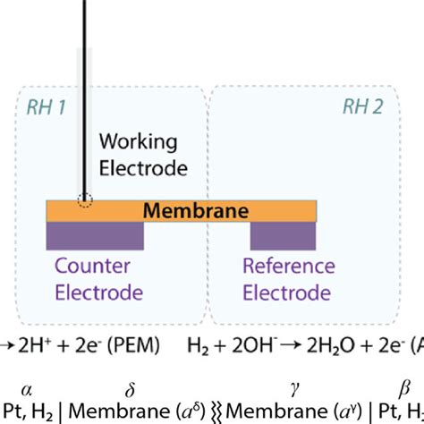 A Schematic Of The Microelectrode Cell B Thermodynamic Phase