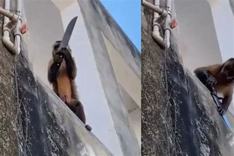 Planeta De Los Simios Mono Con Cuchillo Amenazó A Locatarios Y Les