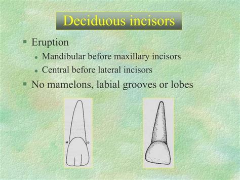 7264369 Morphology Of Deciduous Dentition Ppt