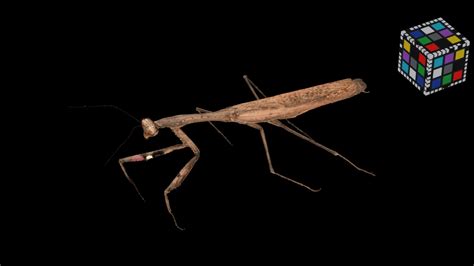 コカマキリ ♂ Asian Jumping Mantis Statilia Maculata Download Free 3d