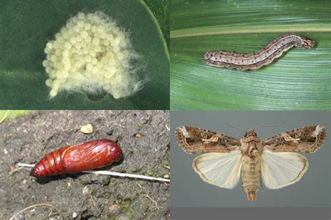 Armyworm Life Cycle