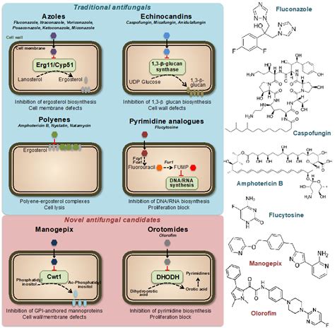 Fungal Drug Response And Antimicrobial Resistance