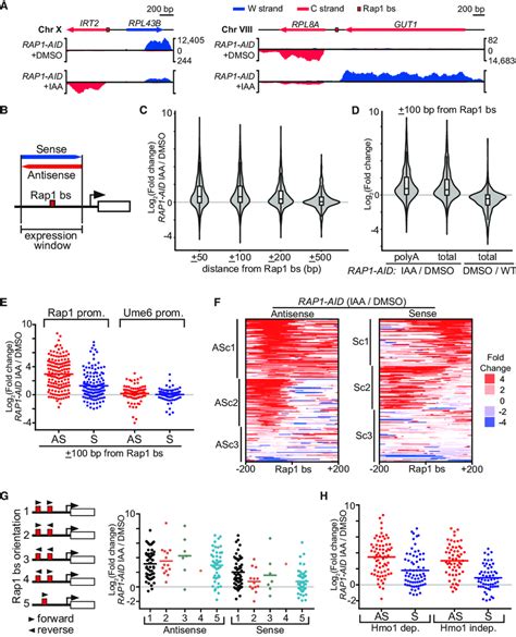 Rap1 Represses Divergent Noncoding Transcription A Examples Of Download Scientific Diagram