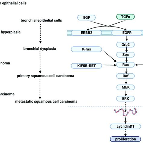 Egfr Signal Transduction Pathway An Overview Modified After 94