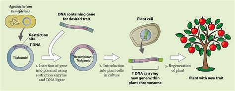 Agrobacterium Tumefaciens Diagram