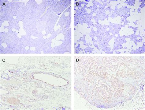 Immunohistochemical Staining For Inos No Inos Immunoreactivity Is
