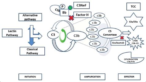 Current Concepts In C3 Glomerulopathy Indian Journal Of Nephrology
