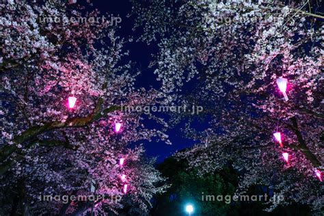 東京都北区 王子 飛鳥山公園の夜桜の写真素材 206723190 イメージマート