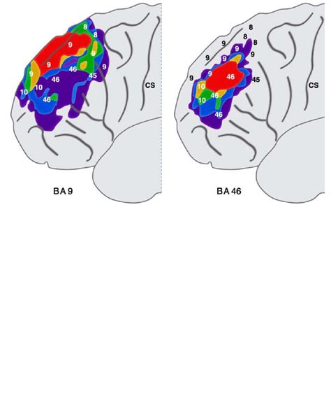 A Systematic Review Of Brain Frontal Lobe Parcellation Techniques In Magnetic Resonance Imaging