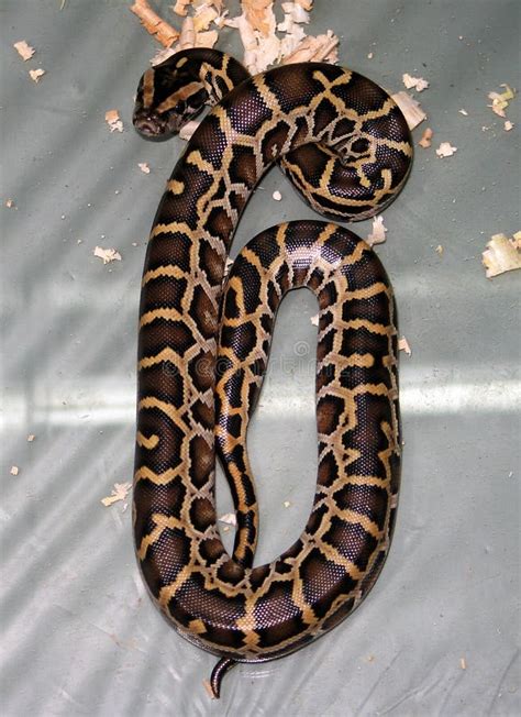 burmese python python bivittatus stock image image of bivittatus belgrade 276758495