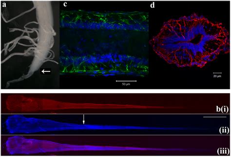 Identification Of Neural Progenitor Cell NPC Markers In The Rat FT