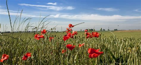 Kostenlose Bild: Sommer, Landschaft, Natur, Rasen, Blume, Mohnblume, Feld