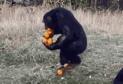 Monkey Carrying Food Gif Gifdb Com