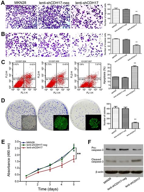 Inhibition Of Cdh17 Gene Expression Via Rna Interference Reduces