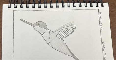 Hummingbird Album On Imgur