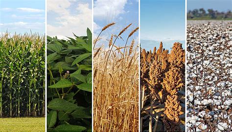 Compensating Losses To Farmers Punjab Extends Crop Insurance Scheme To