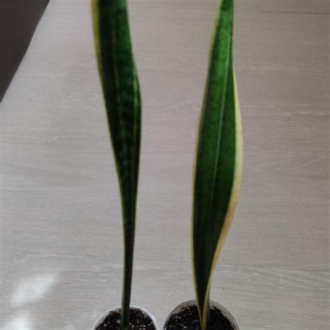 Сансевиерия Щучий хвост купить в Солнечногорске цена 100 руб дата размещения 28 11 2024