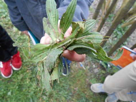 Comment soigner les piqûres dorties ex ECORCE