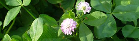 Trébol Persa Semillas Picasso Trifolium Repens Pasturas