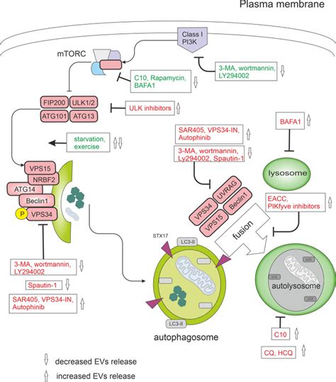 The Link Between Autophagy Inhibitors And Extracellular Vesicle